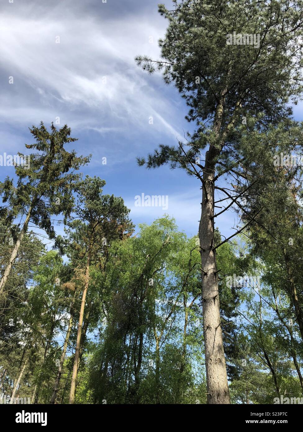 Nature in spring, England Stock Photo - Alamy