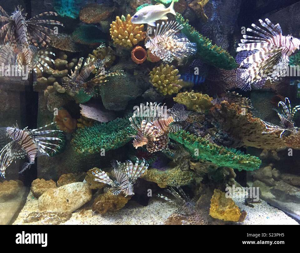 Lion head fish hi-res stock photography and images - Alamy