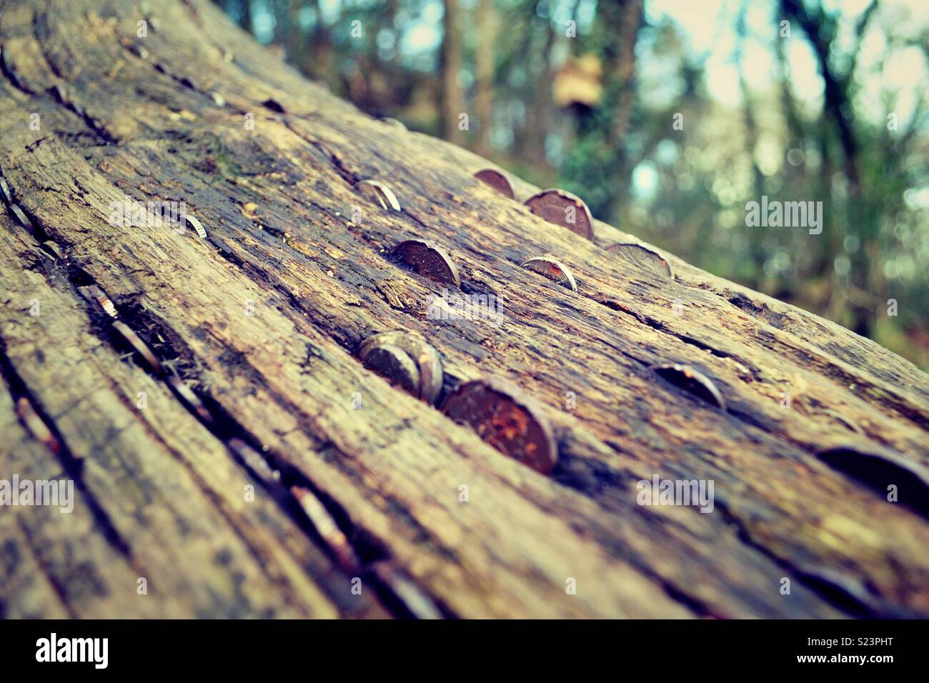 Lucky tree hi-res stock photography and images - Alamy