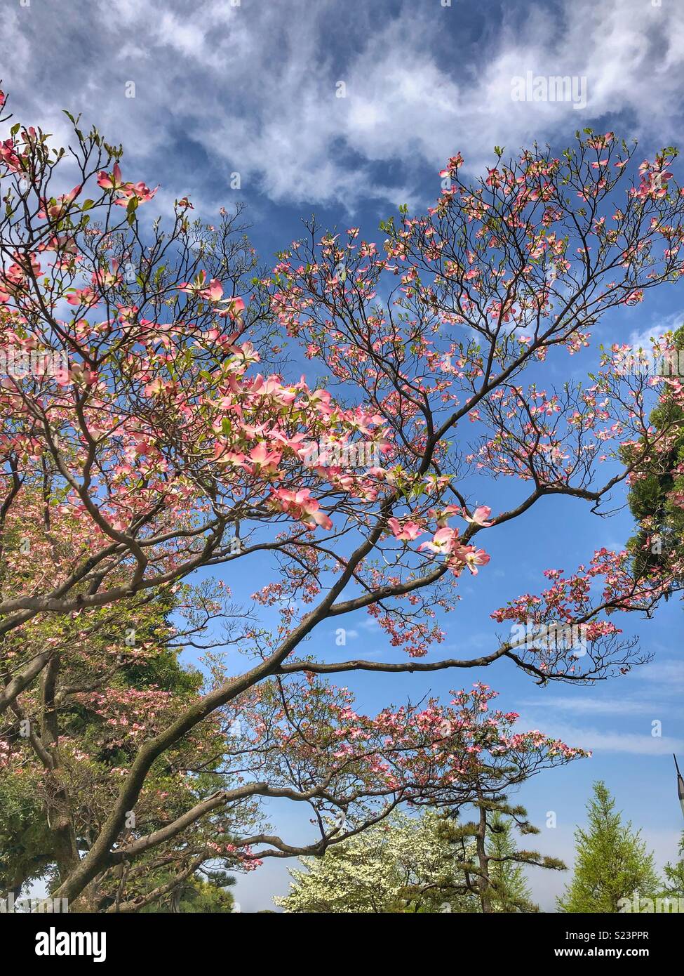 Spring has arrived Stock Photo - Alamy