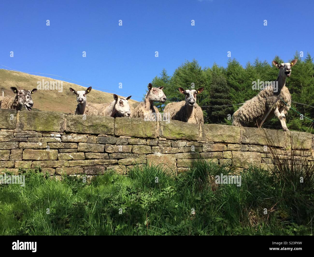 Singing for its supper hi-res stock photography and images - Alamy