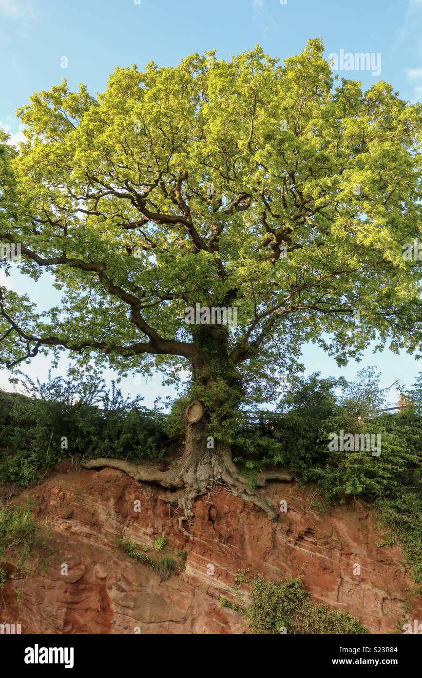 A large tree hanging on the edge of a sandstone cliff Stock Photo - Alamy