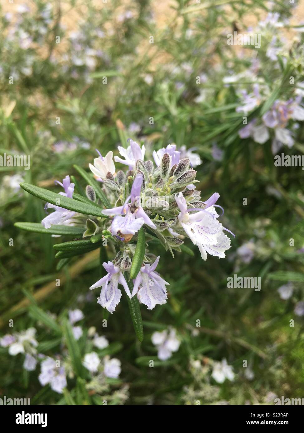 Rosemary flower hi-res stock photography and images - Alamy