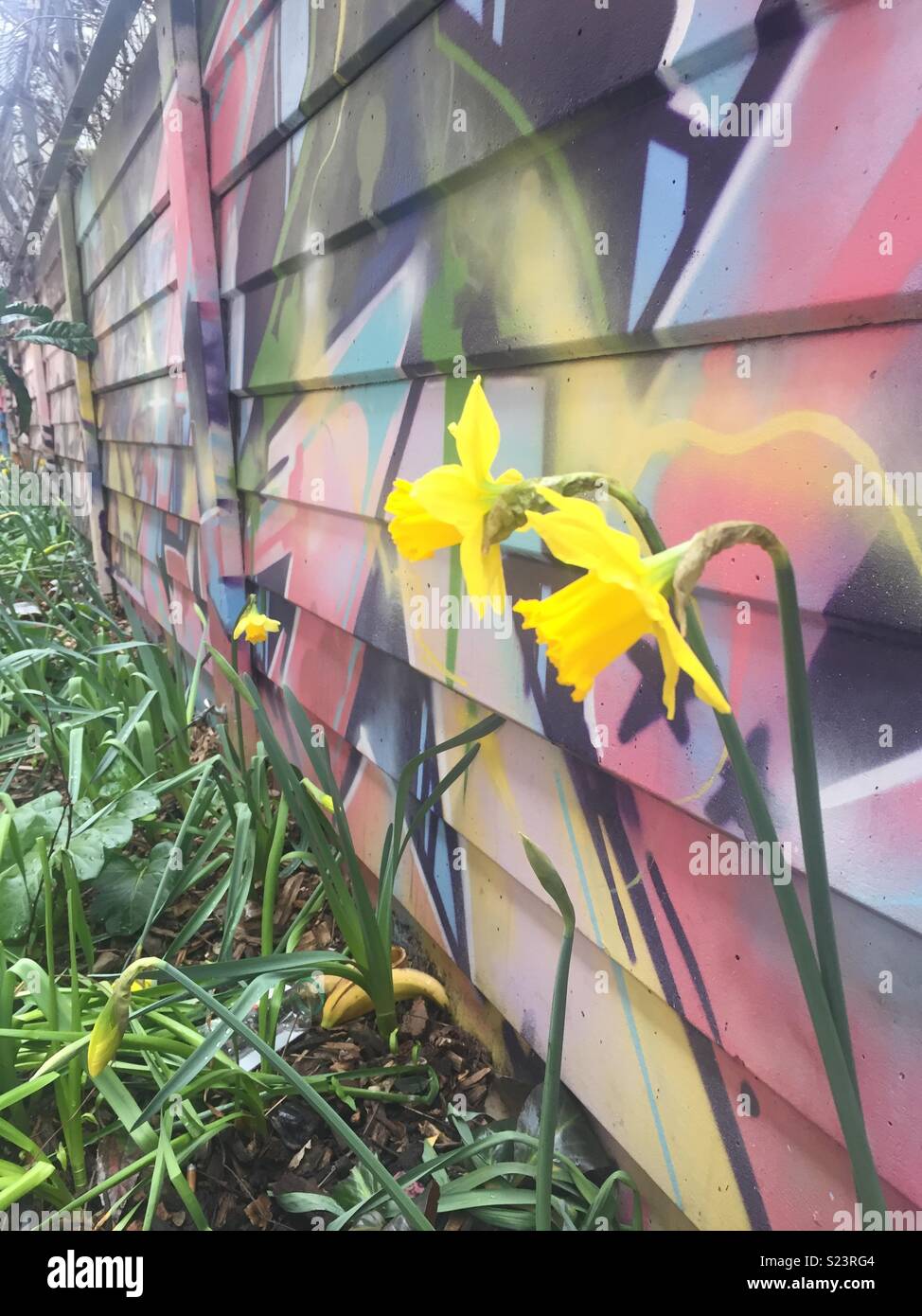 Paint this daffodil hi-res stock photography and images - Alamy