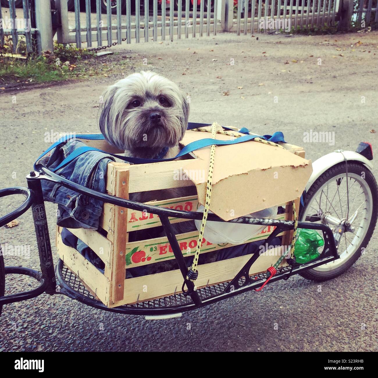Dog going for a ride Stock Photo - Alamy