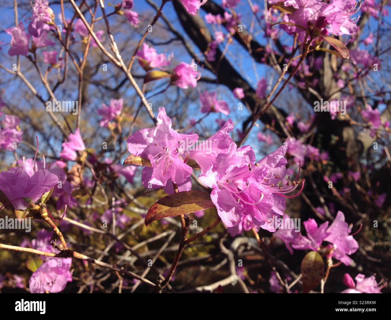 Bear branches hi-res stock photography and images - Alamy