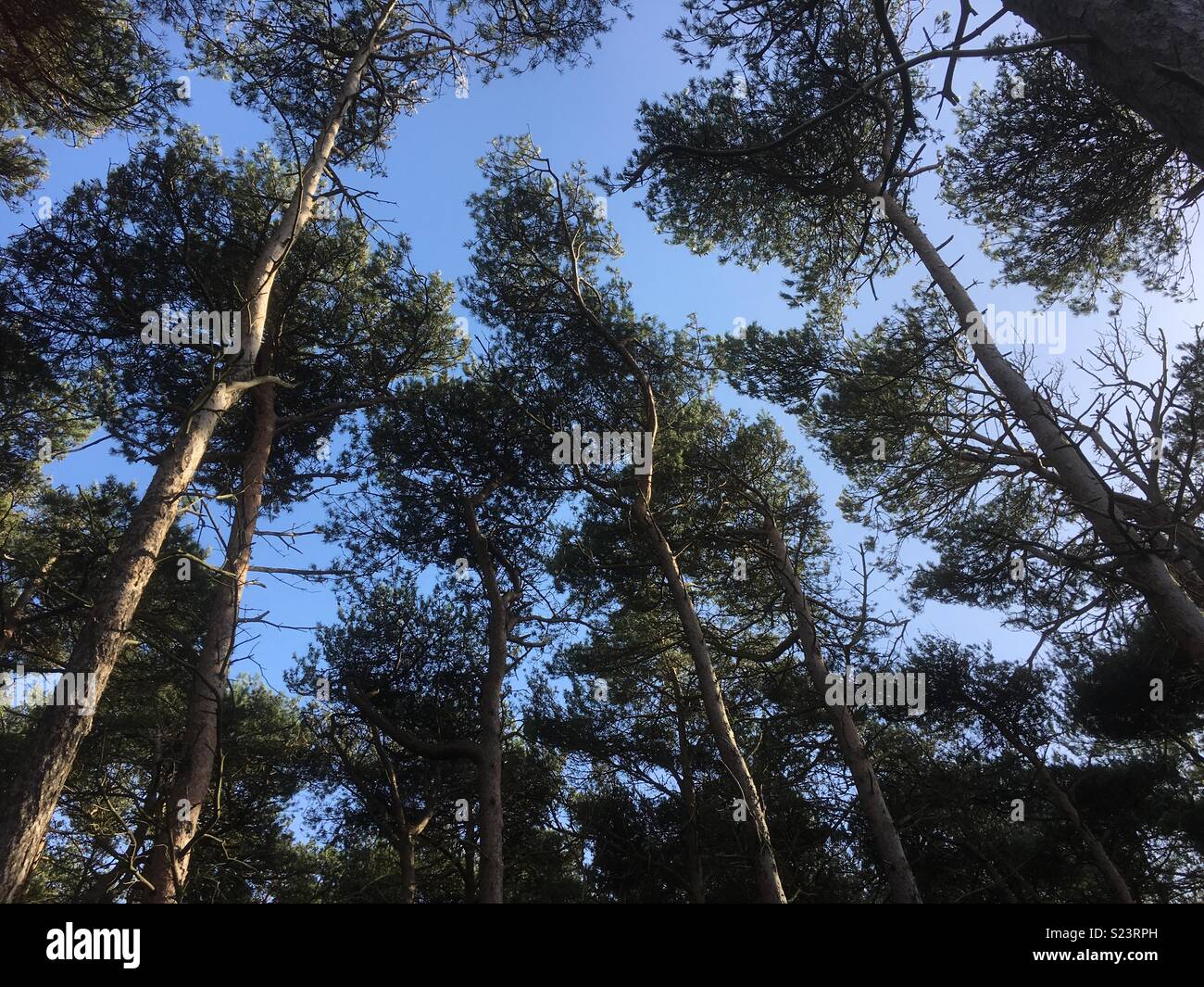 Pine trees and sky hi-res stock photography and images - Alamy