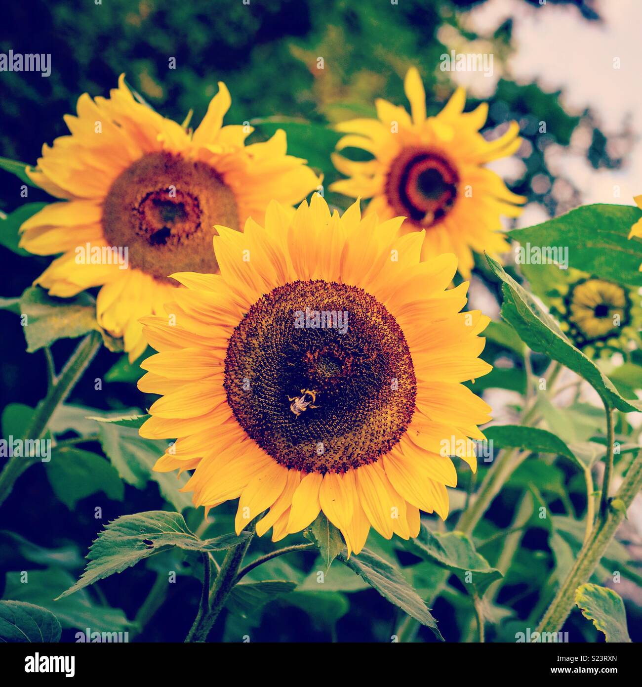 Bees garden plants hi-res stock photography and images - Alamy