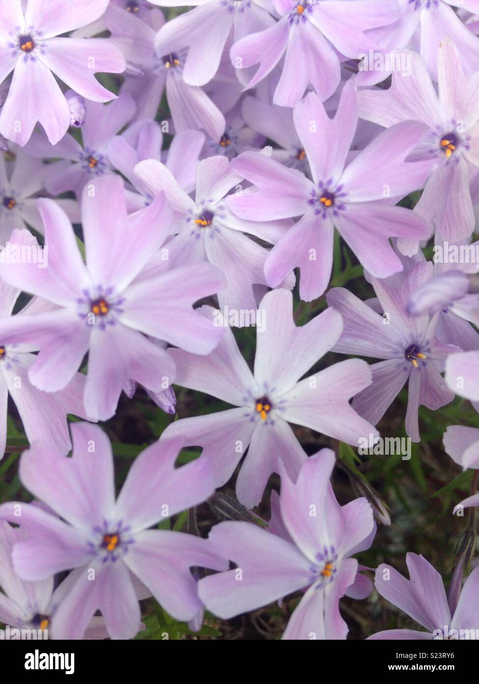 Pale flowers hi-res stock photography and images - Alamy