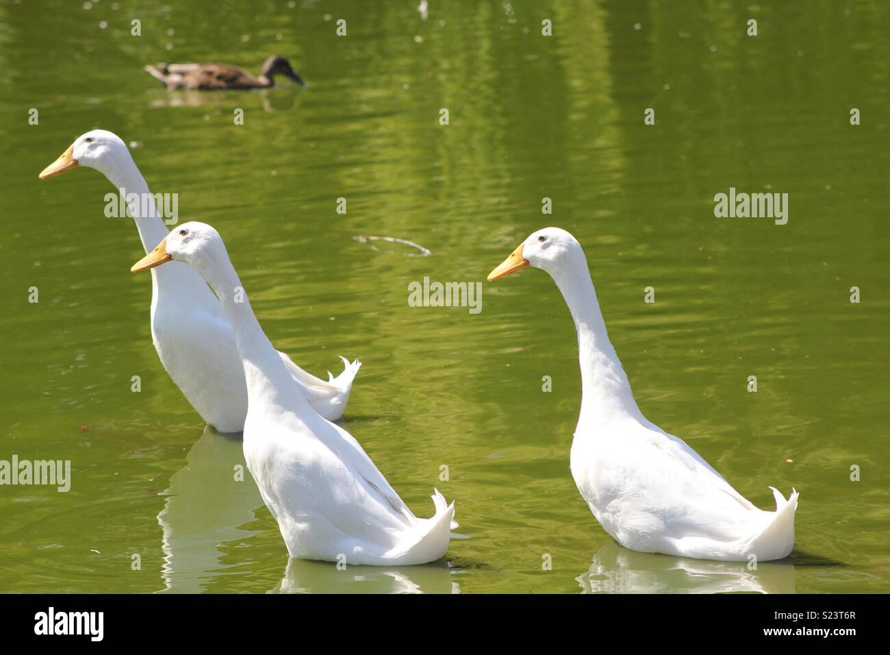 Three in a row Stock Photo - Alamy