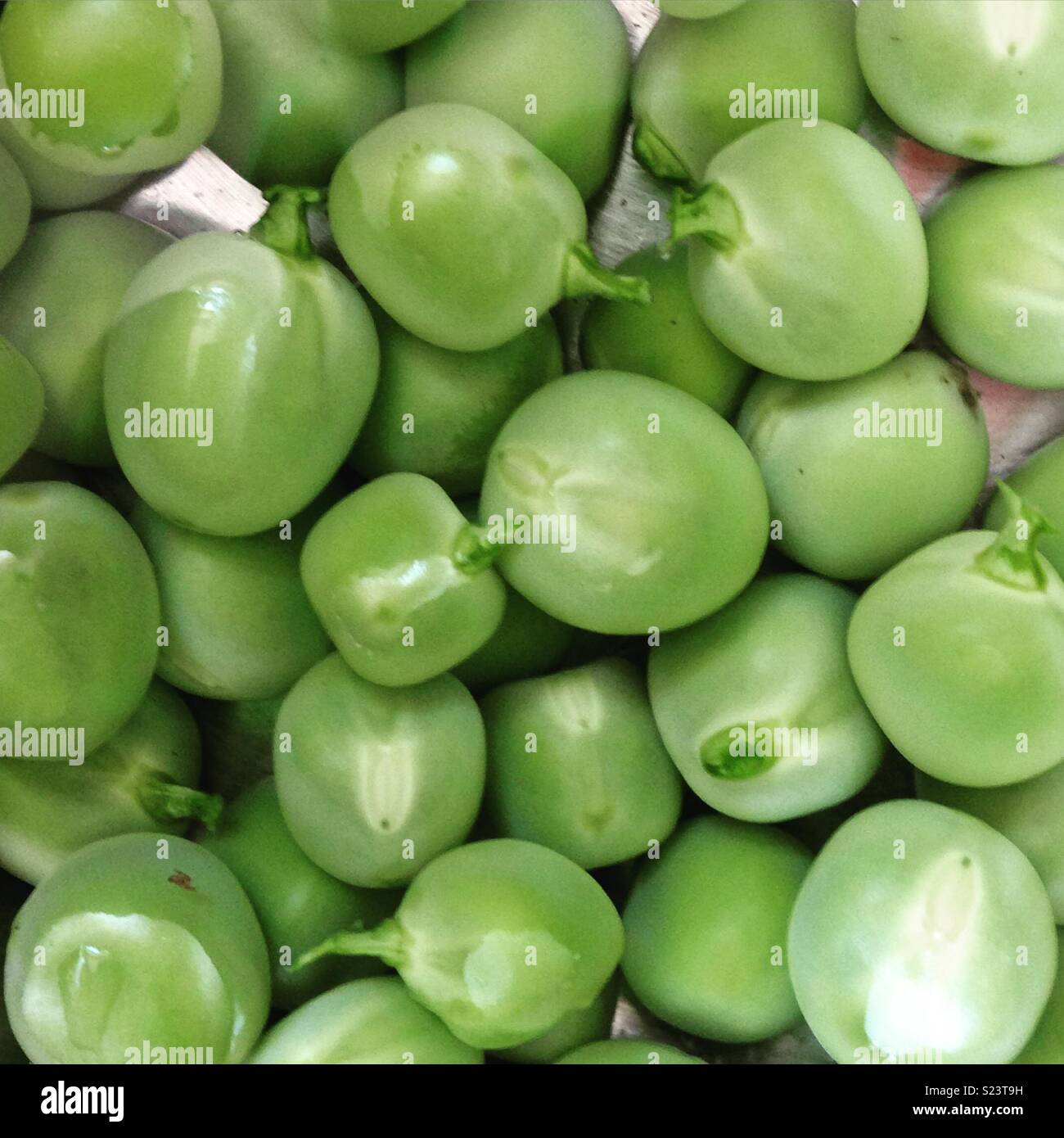Homegrown peas in water Stock Photo - Alamy