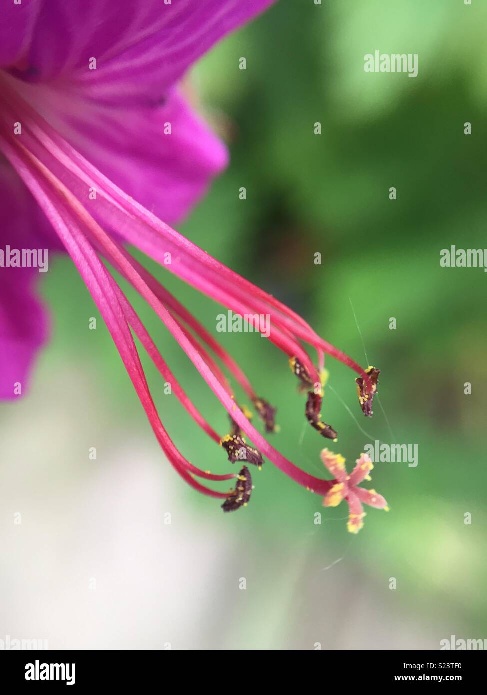 Stigma Flower Part High Resolution Stock Photography and Images - Alamy