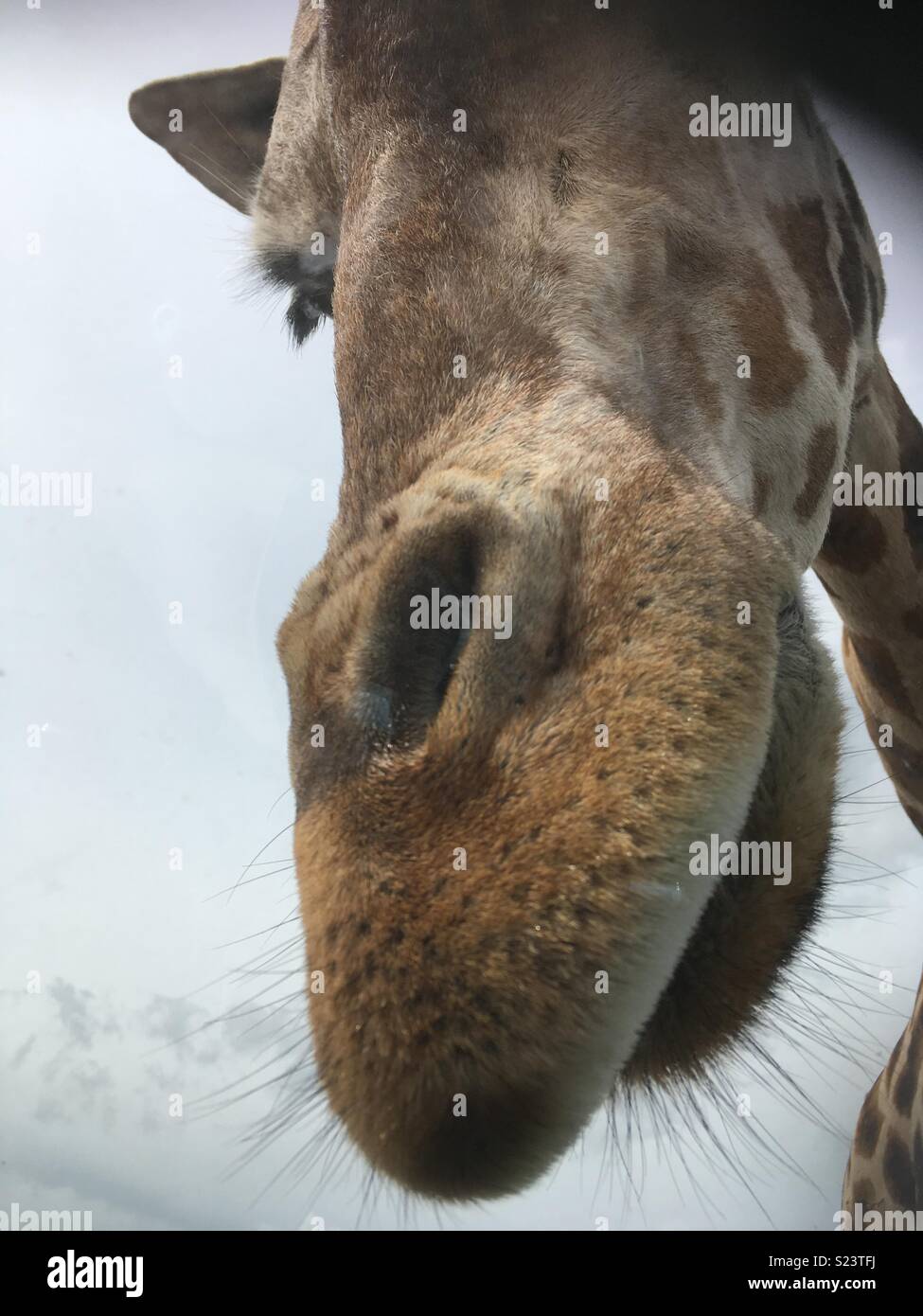 Giraffe up close Stock Photo - Alamy