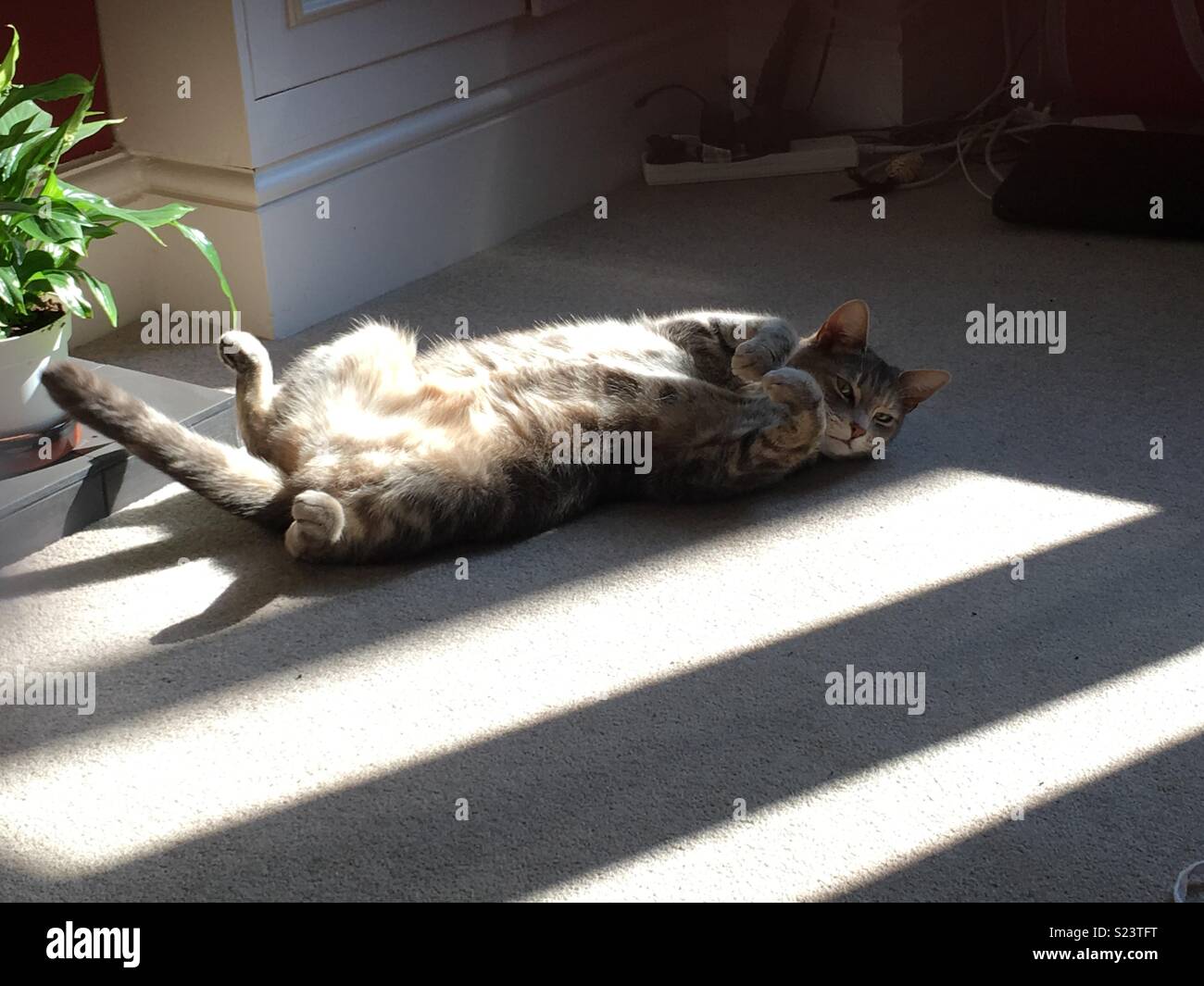 Basking cat hi-res stock photography and images - Alamy