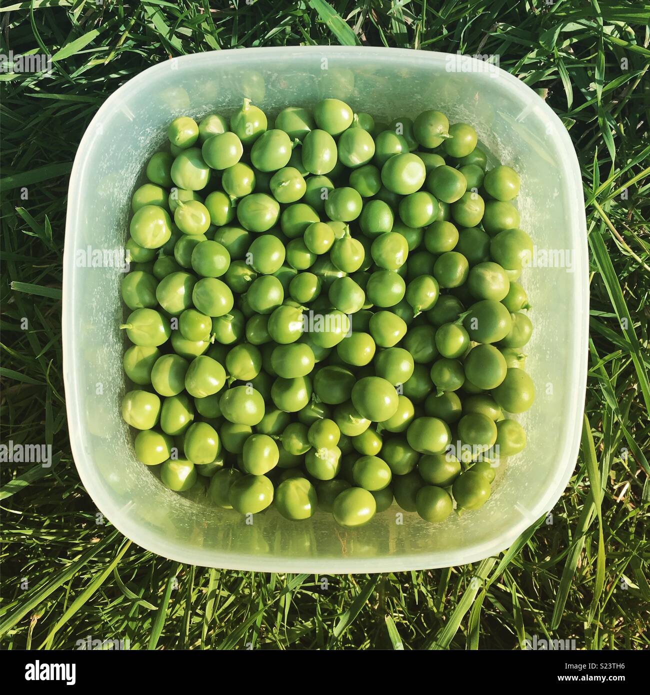Grass peas hi-res stock photography and images - Alamy