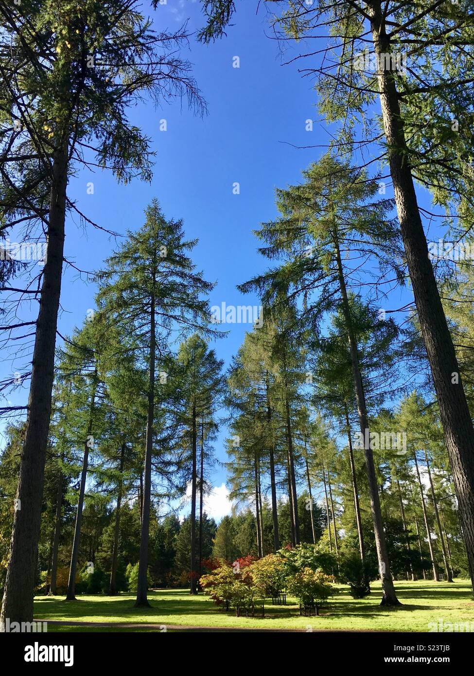 Tall fir trees hi-res stock photography and images - Alamy