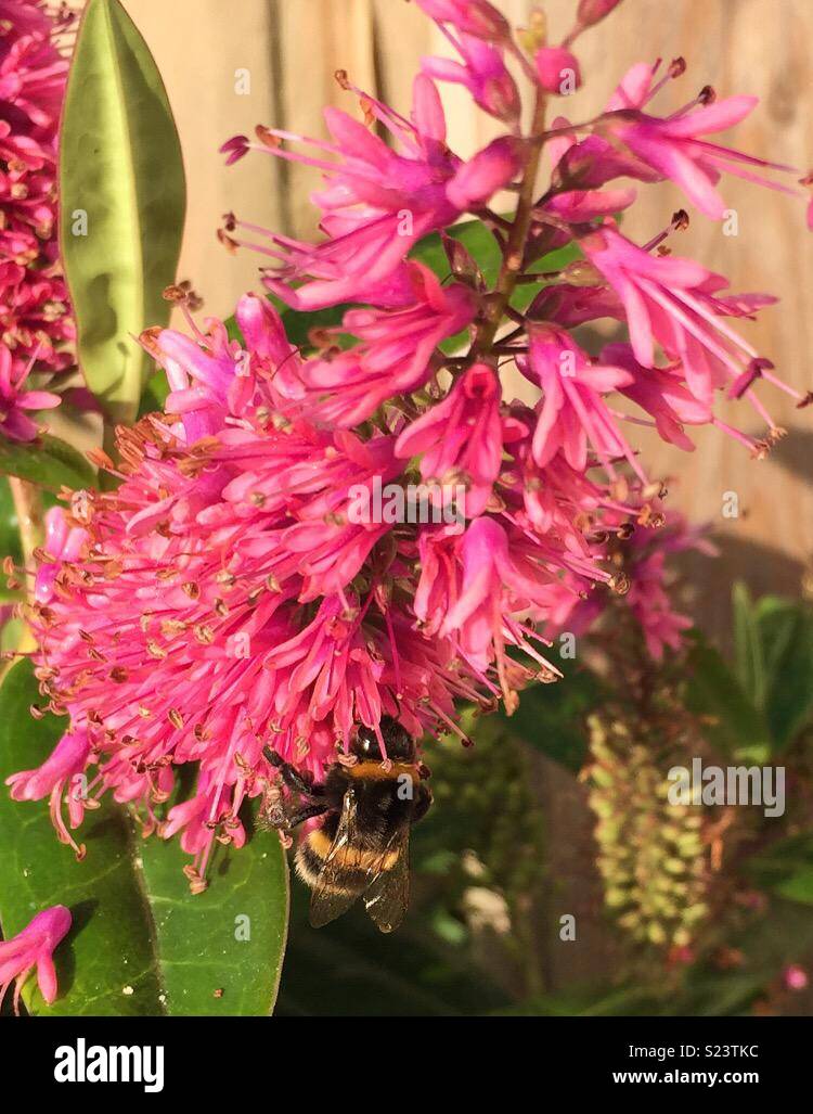 Cornish garden hi-res stock photography and images - Alamy
