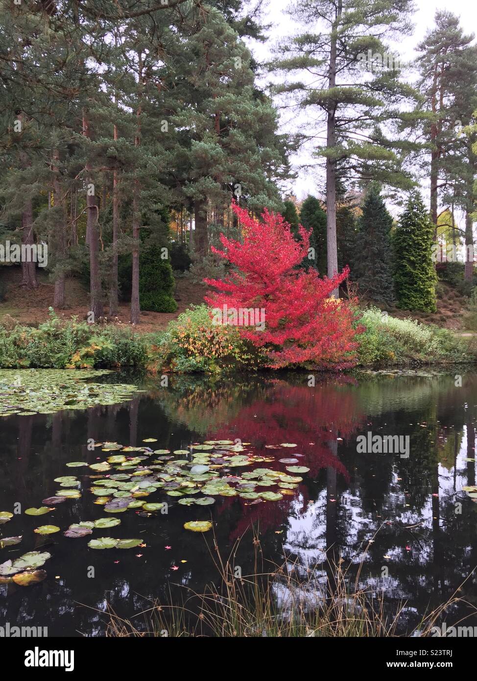 Bedgebury pinetum hi-res stock photography and images - Alamy