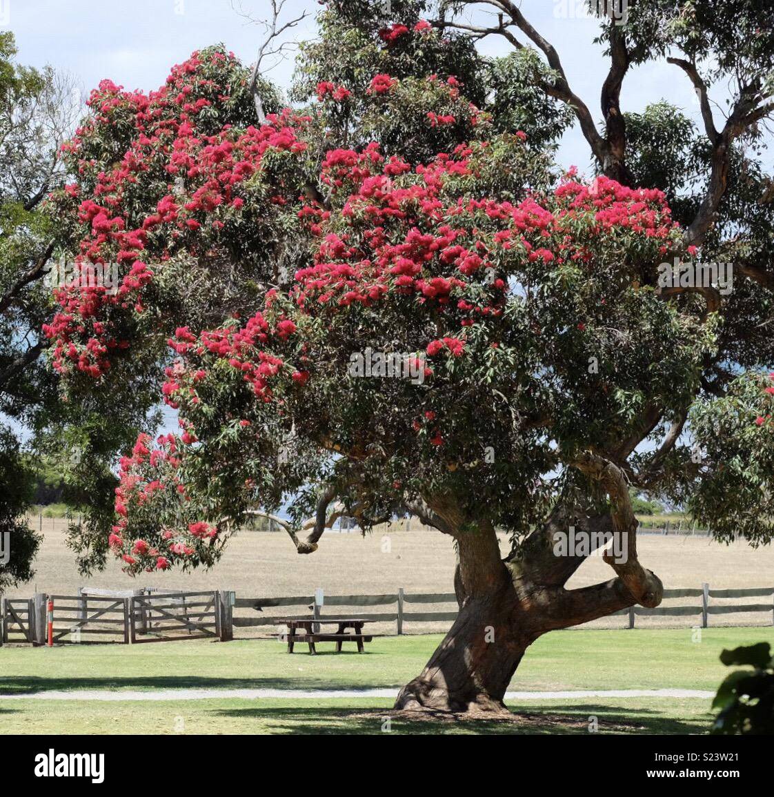 Red tree hi-res stock photography and images - Alamy