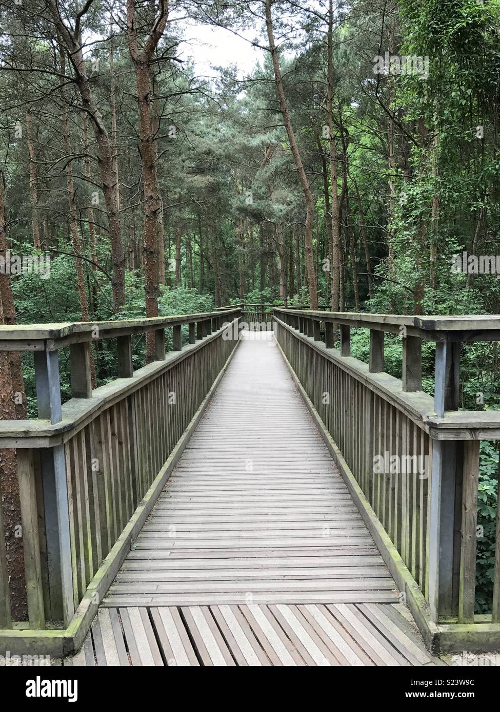 A treetop walk Stock Photo - Alamy
