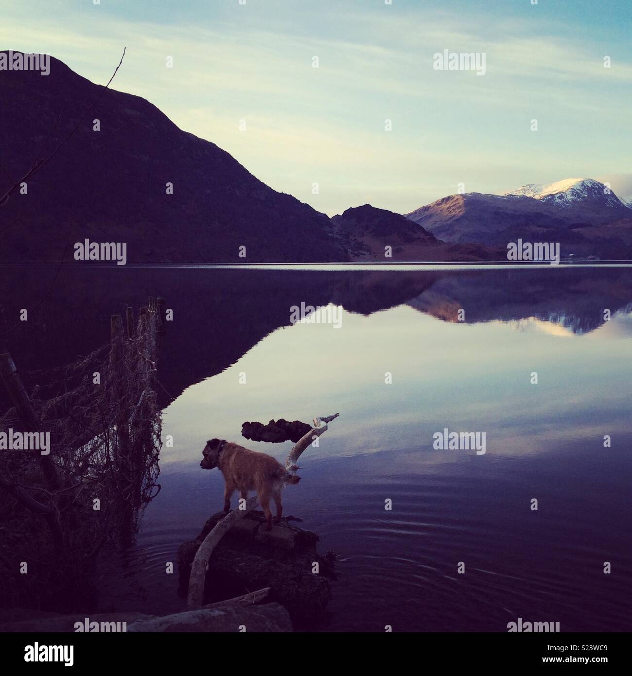 Dog on the lake Stock Photo - Alamy