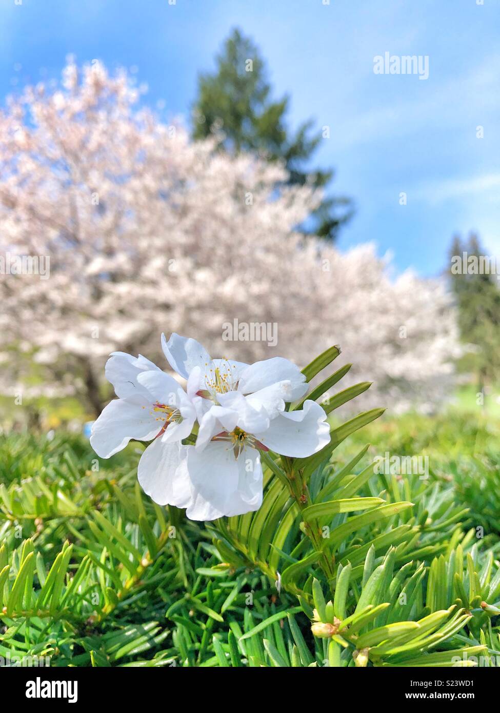 Spring had sprung hi-res stock photography and images - Alamy