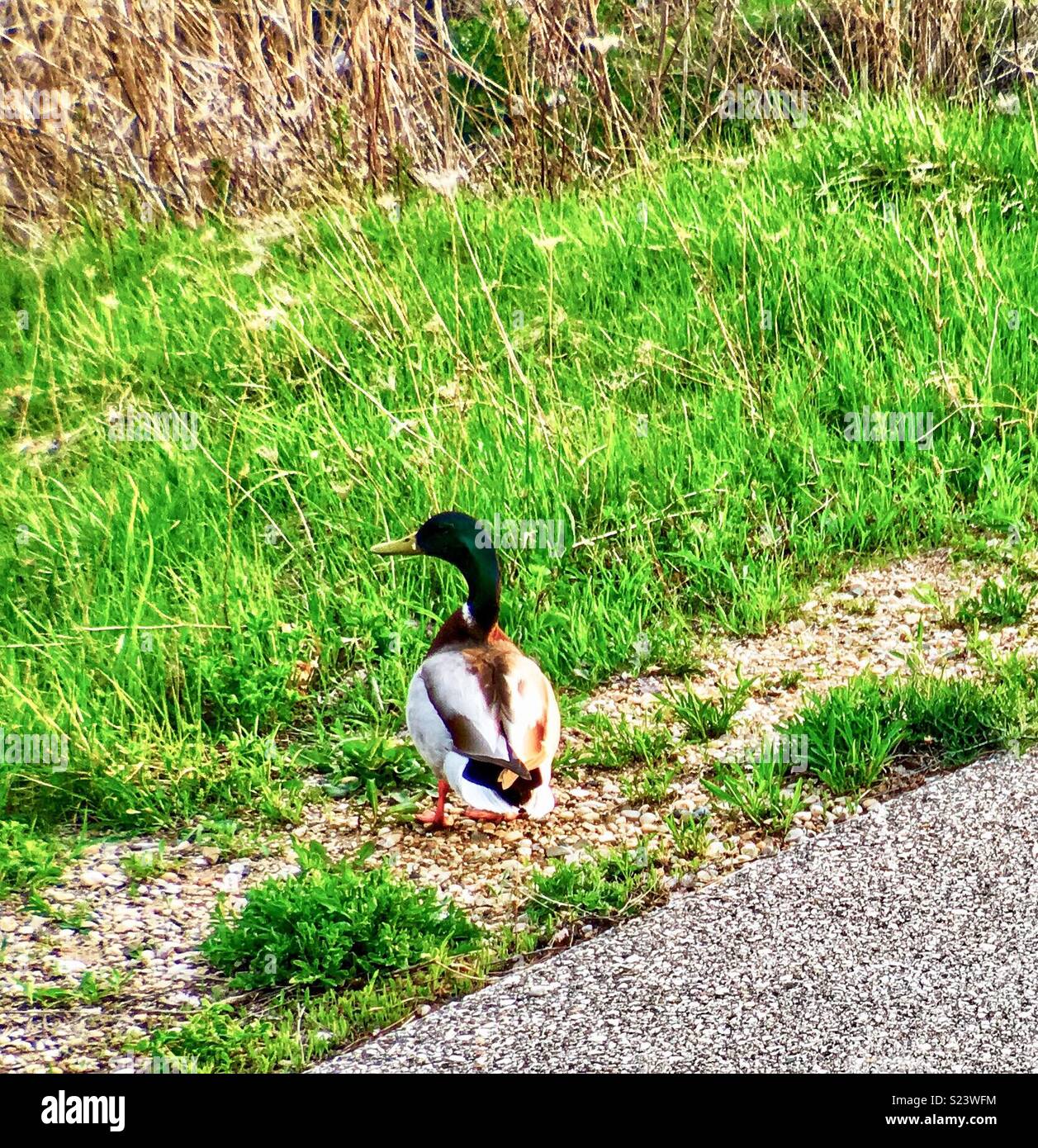 Mallard duck walking on side of the road hi-res stock photography and ...