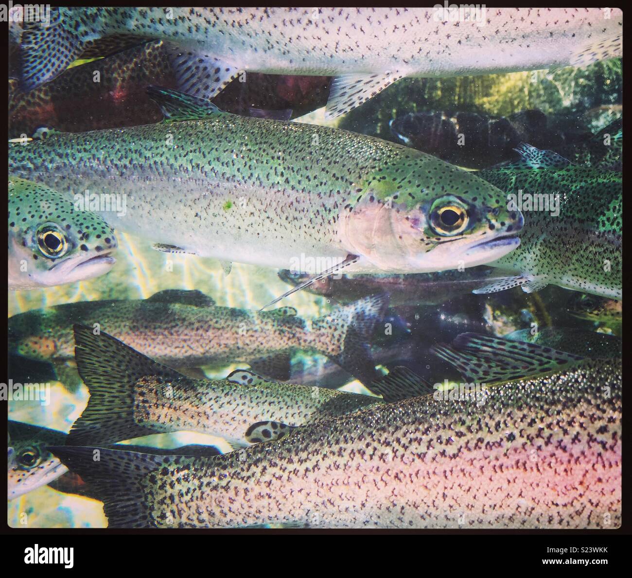 Something fishy...California Steelhead Stock Photo - Alamy