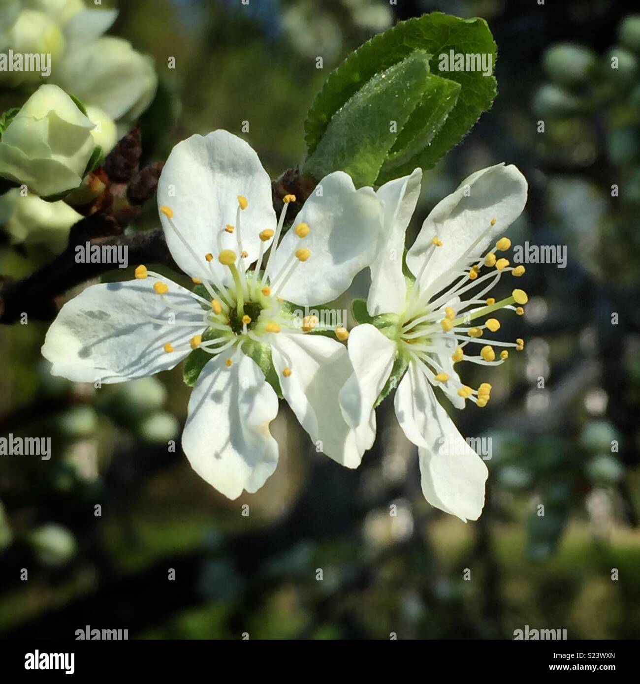 Flowering fruit trees Stock Photo - Alamy Flowering fruit trees Stock Photo - Alamy