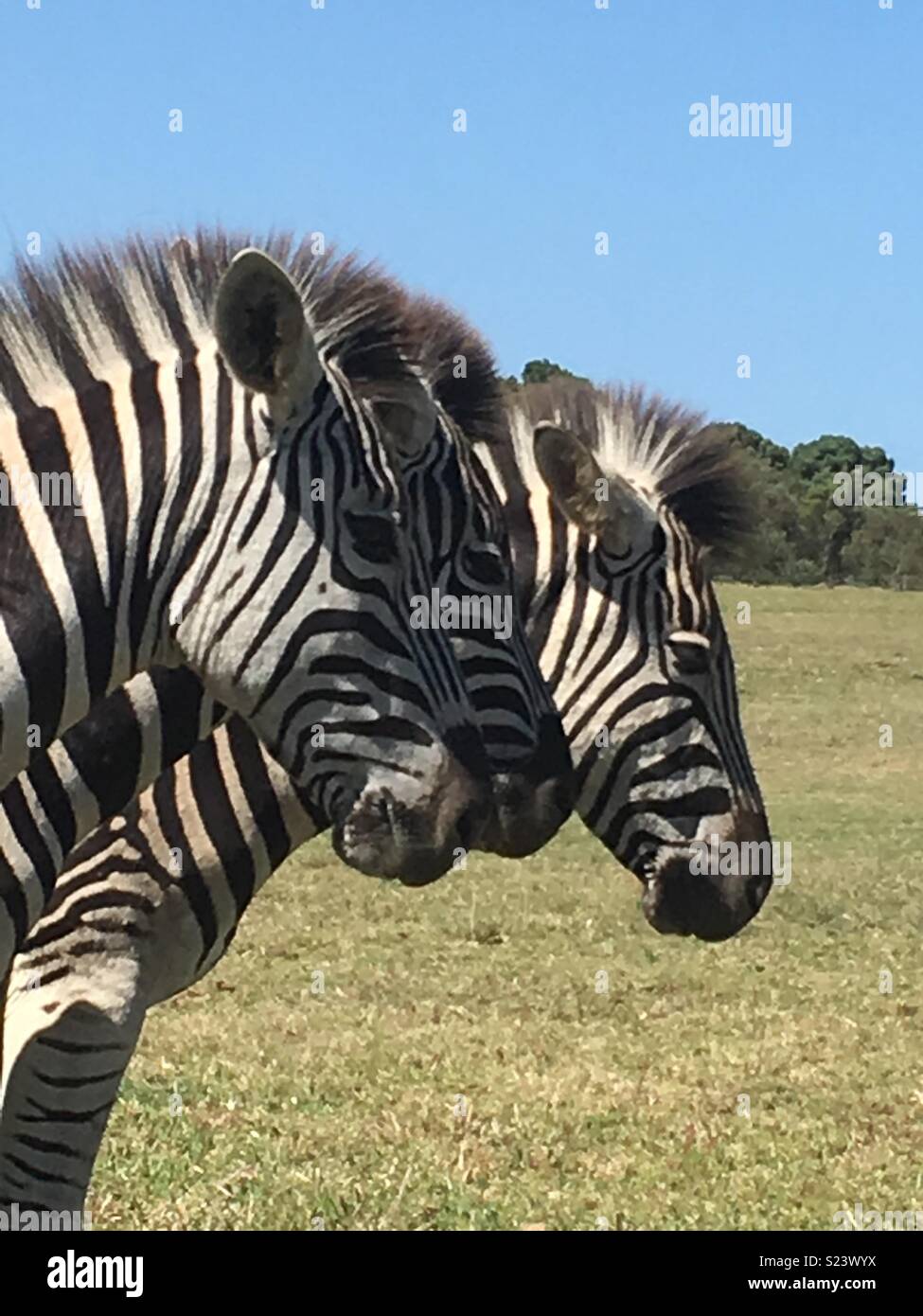 Safari zebra hi-res stock photography and images - Alamy