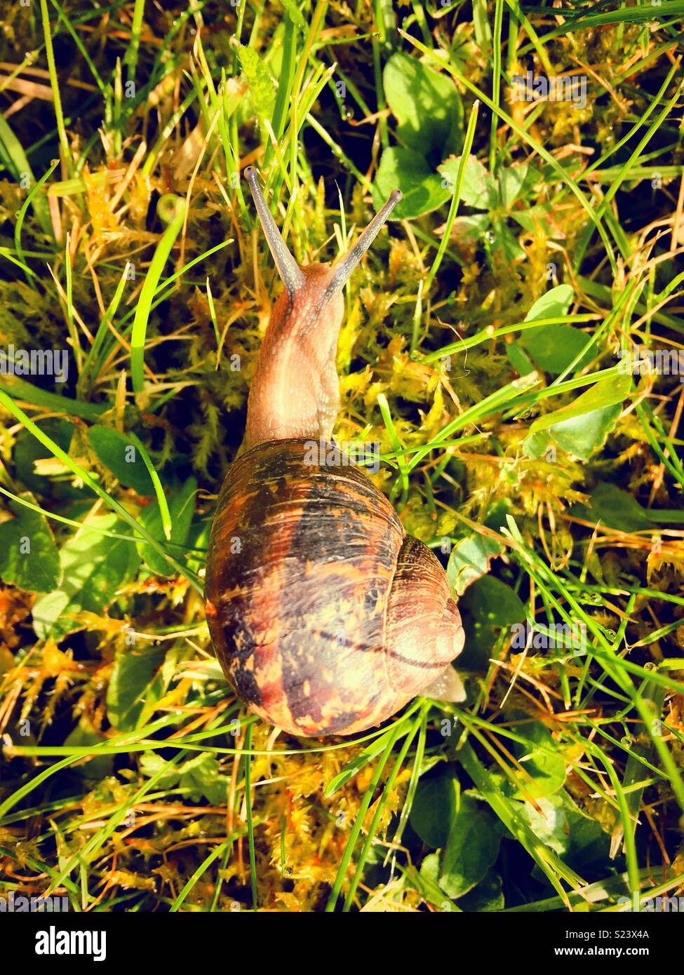 Shell Grass Stock Photos & Shell Grass Stock Images - Alamy