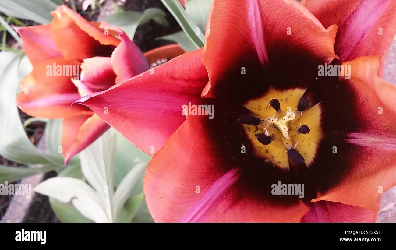 Beautiful rare Tulip Stock Photo - Alamy