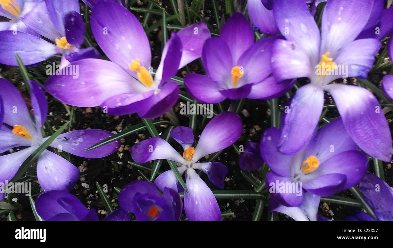 Beautiful spring crocuses in deep purple Stock Photo - Alamy