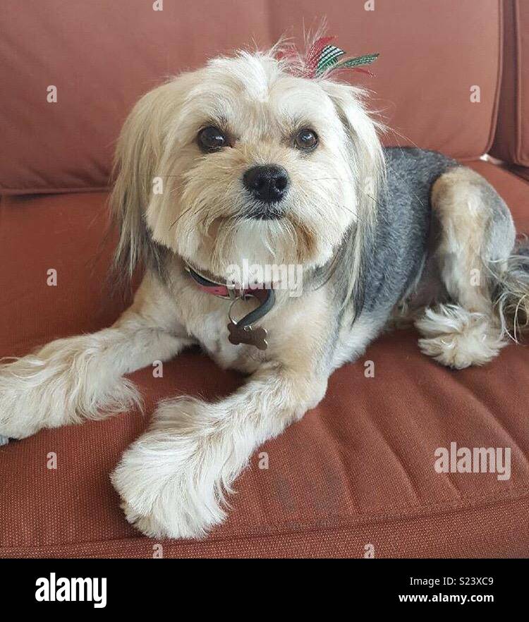 Mutt puppies hi-res stock photography and images - Alamy