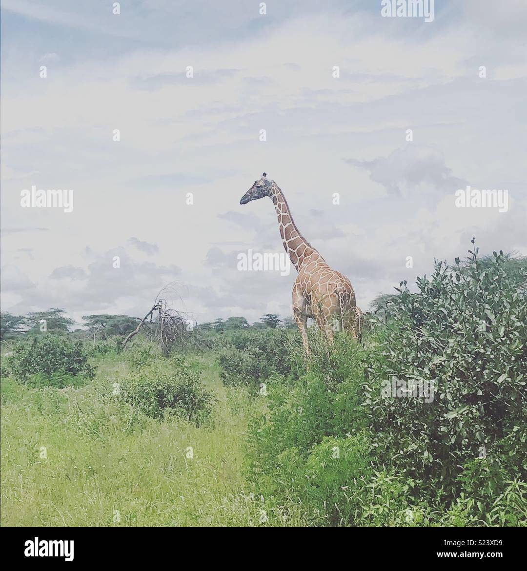 Kenya army hi-res stock photography and images - Alamy