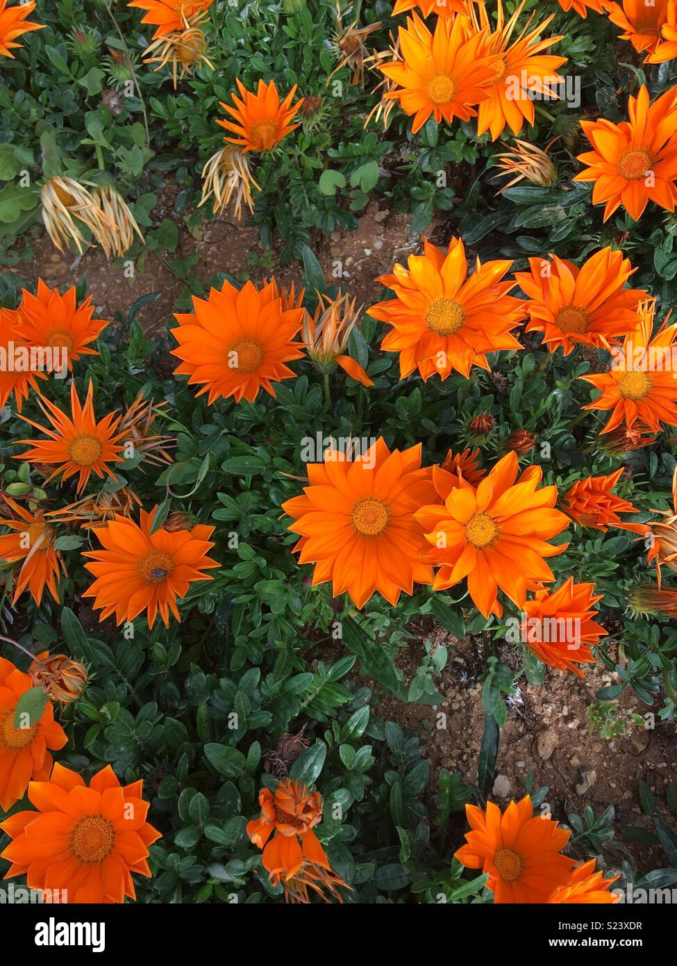 Spring flowers in malta hi-res stock photography and images - Alamy