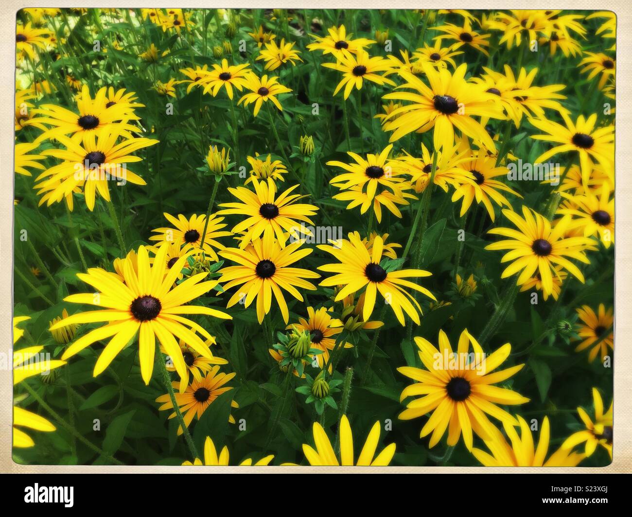 Yellow rudbeckia flowers Stock Photo - Alamy