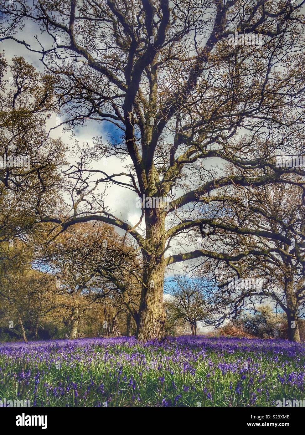 Bluebells amongst trees hi-res stock photography and images - Alamy