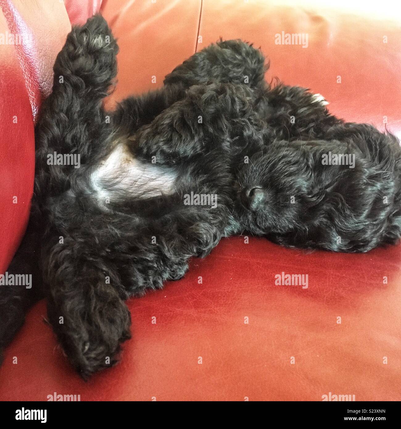 Sleeping cockapoo dog hi-res stock photography and images - Alamy