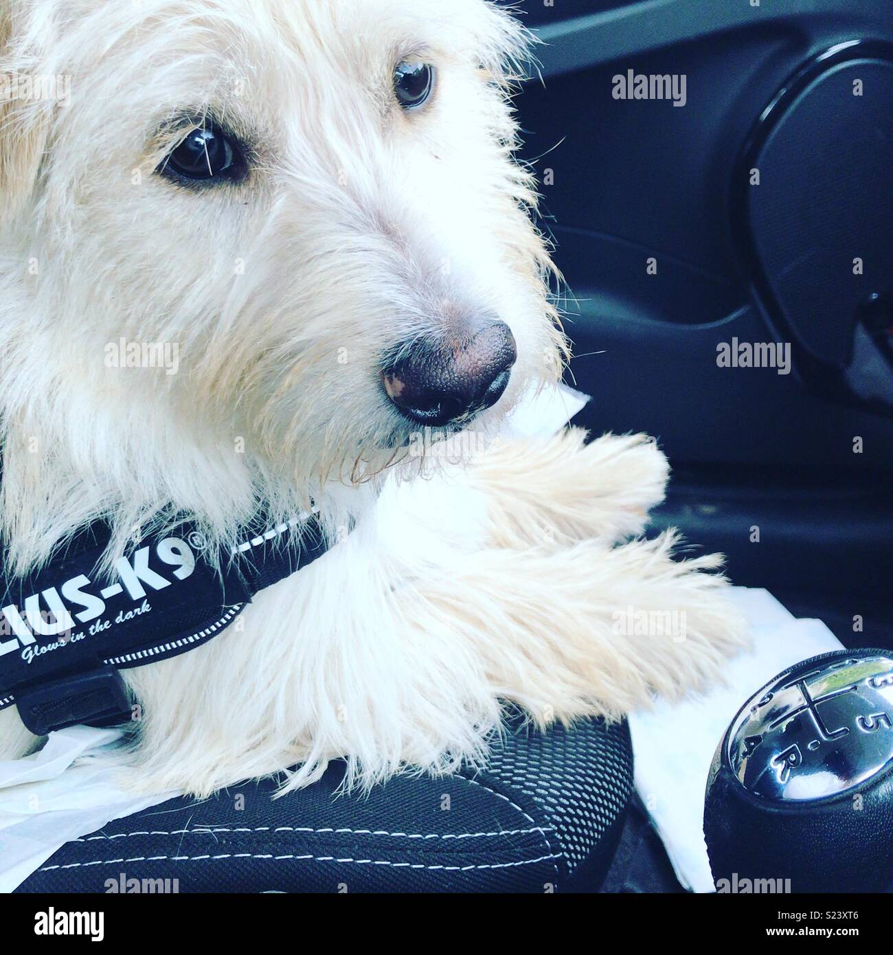 Dog bruno hi-res stock photography and images - Alamy