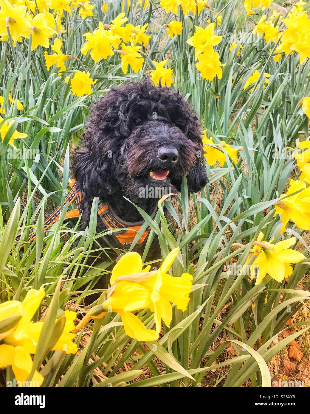 Dog Daffodil High Resolution Stock Photography and Images - Alamy