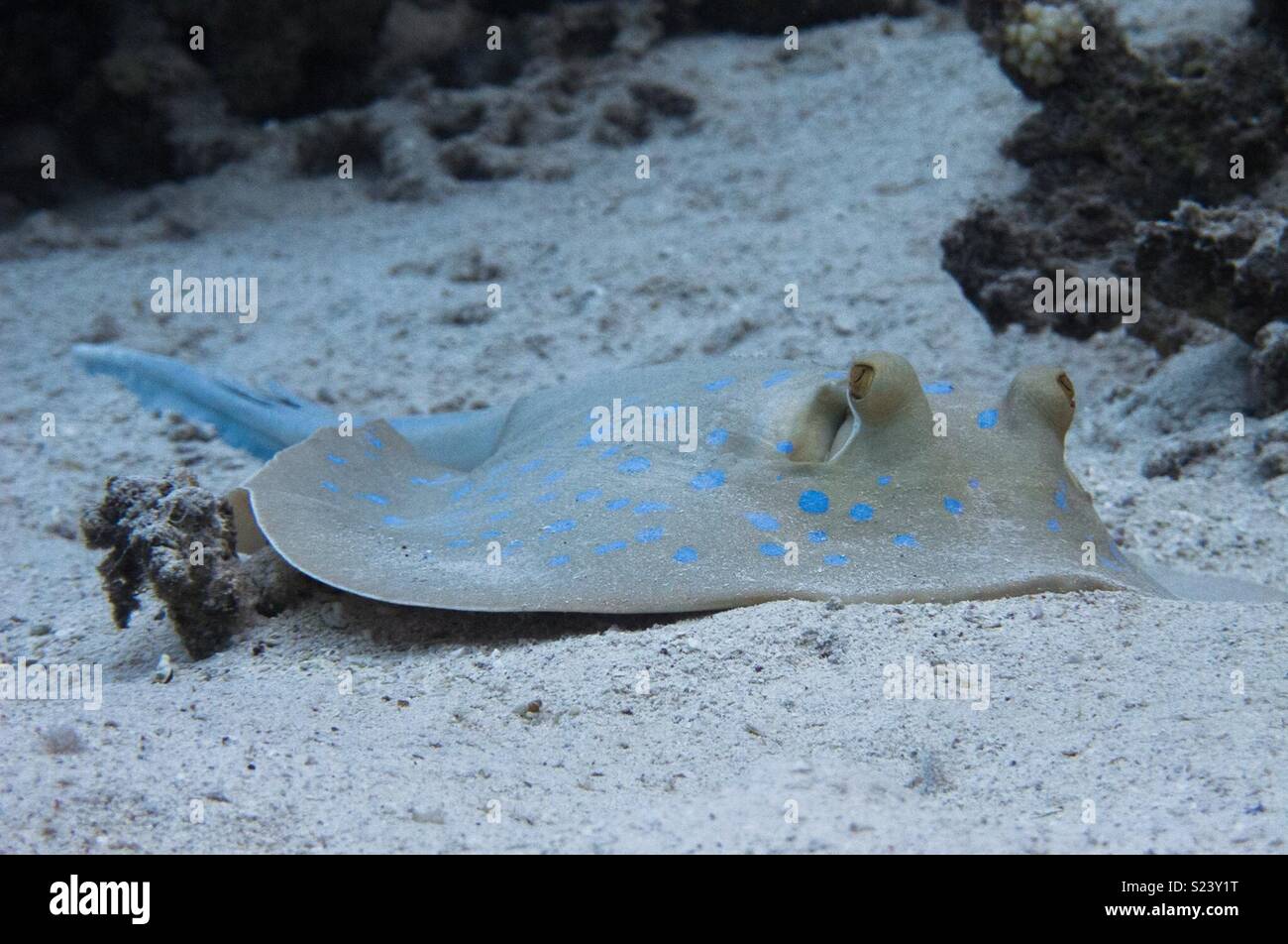 Blue spotted ribbon tail stingray, Egypt Stock Photo - Alamy