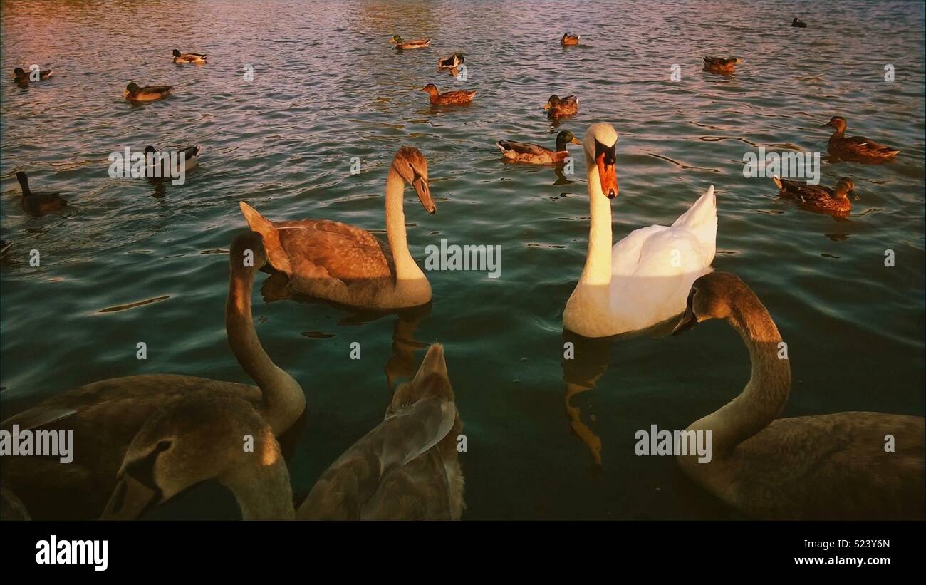 Lake with ducks Stock Photo - Alamy