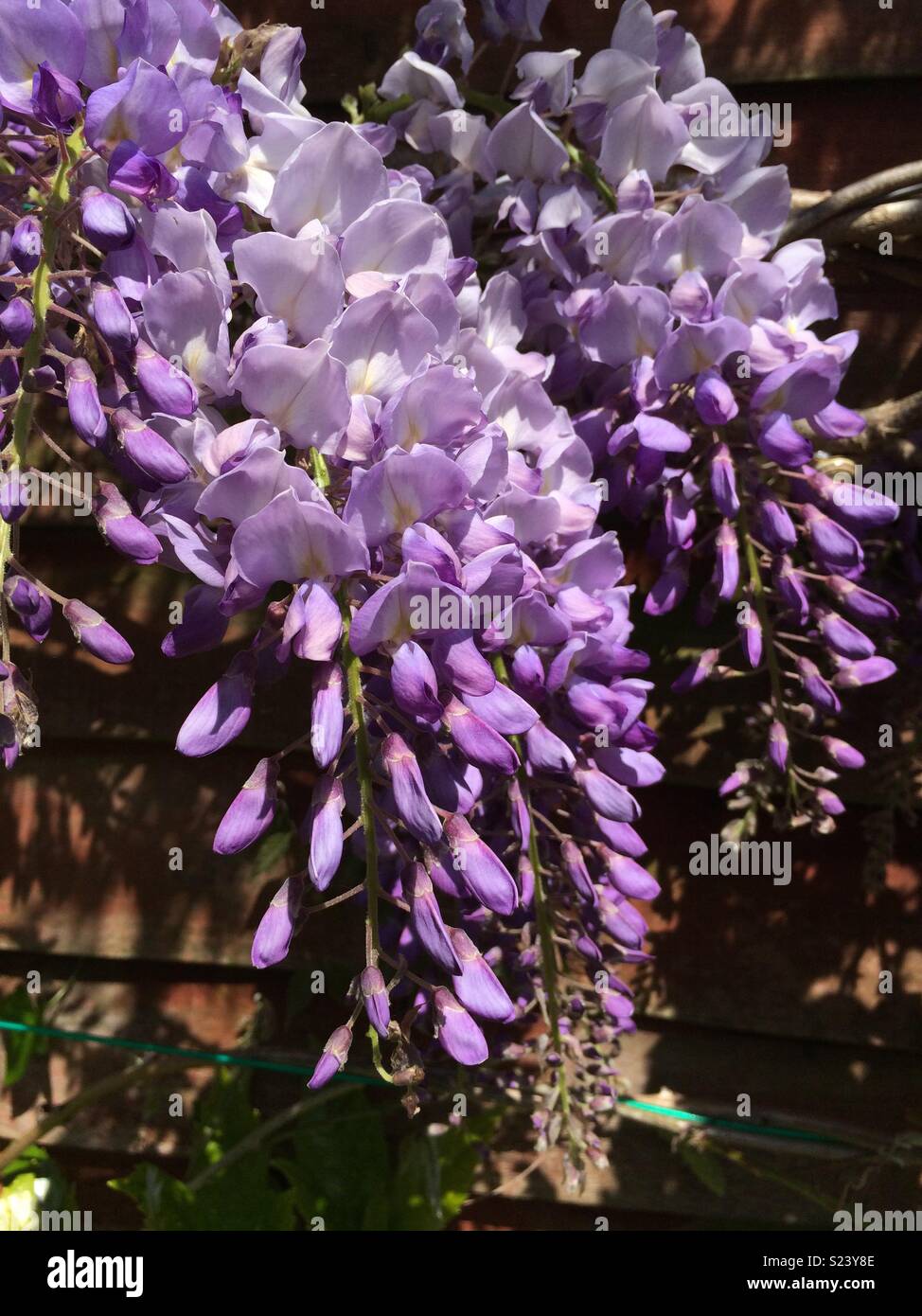 Wisteria uk hi-res stock photography and images - Alamy