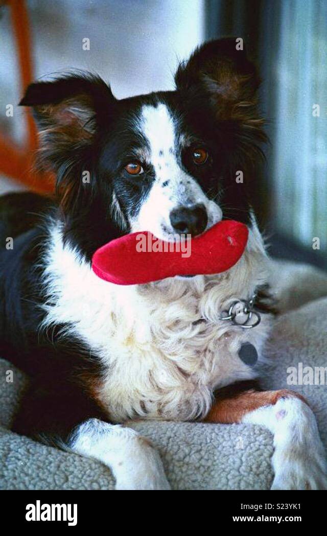 Lucy pet hi-res stock photography and images - Alamy