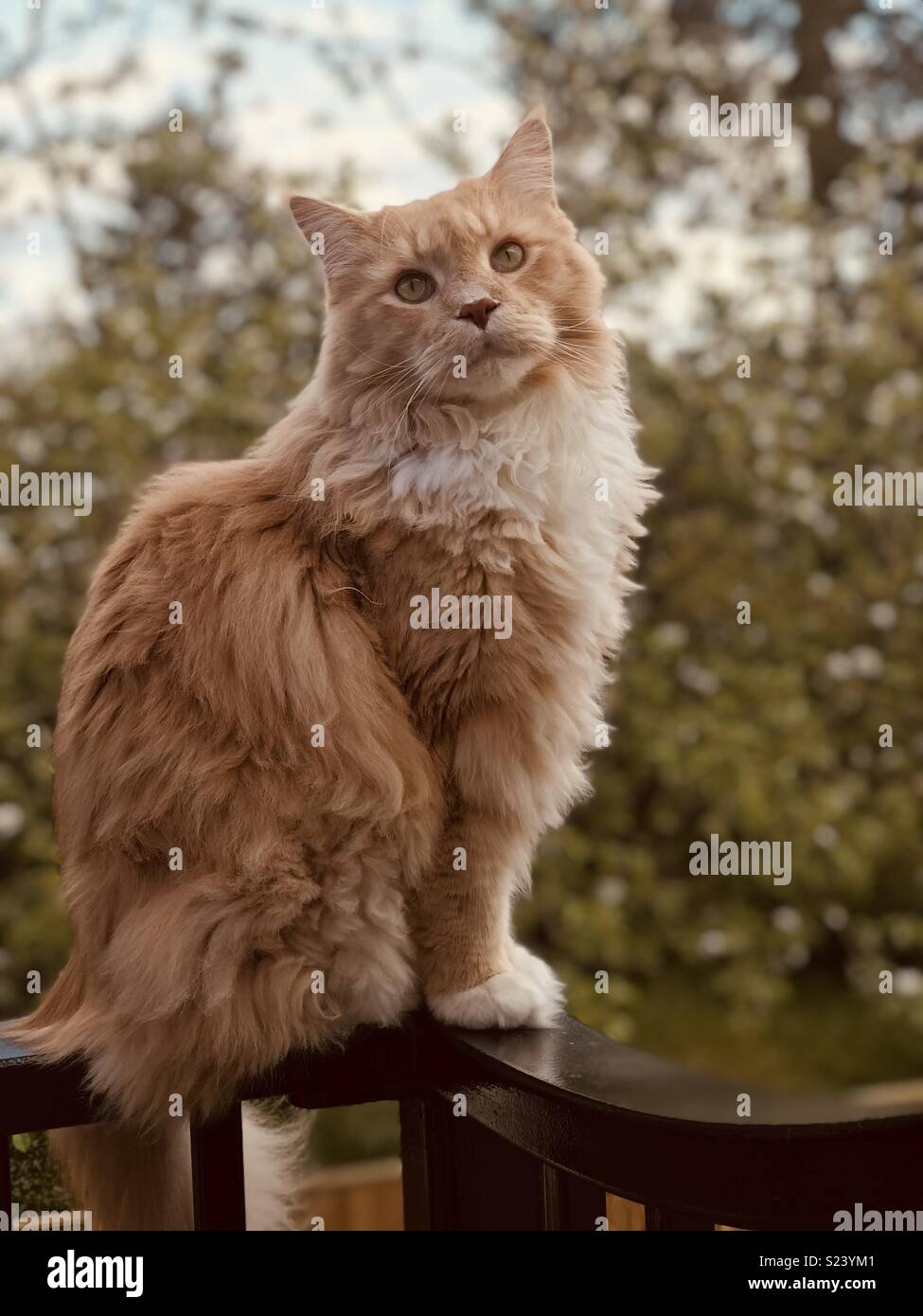 Waigu Wynston, 6 year old pedigree Maine Coon Stock Photo - Alamy