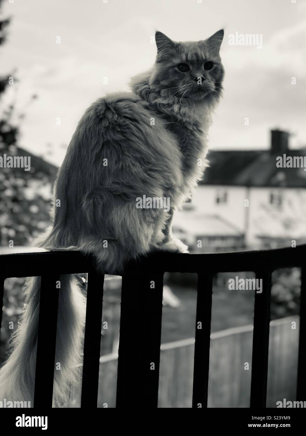 B&W Waigu Wynston, 6 year old pedigree Maine Coon Stock Photo - Alamy