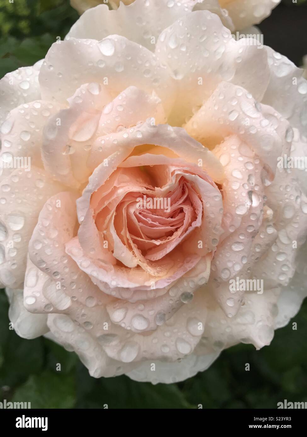 Raindrops roses hi-res stock photography and images - Alamy