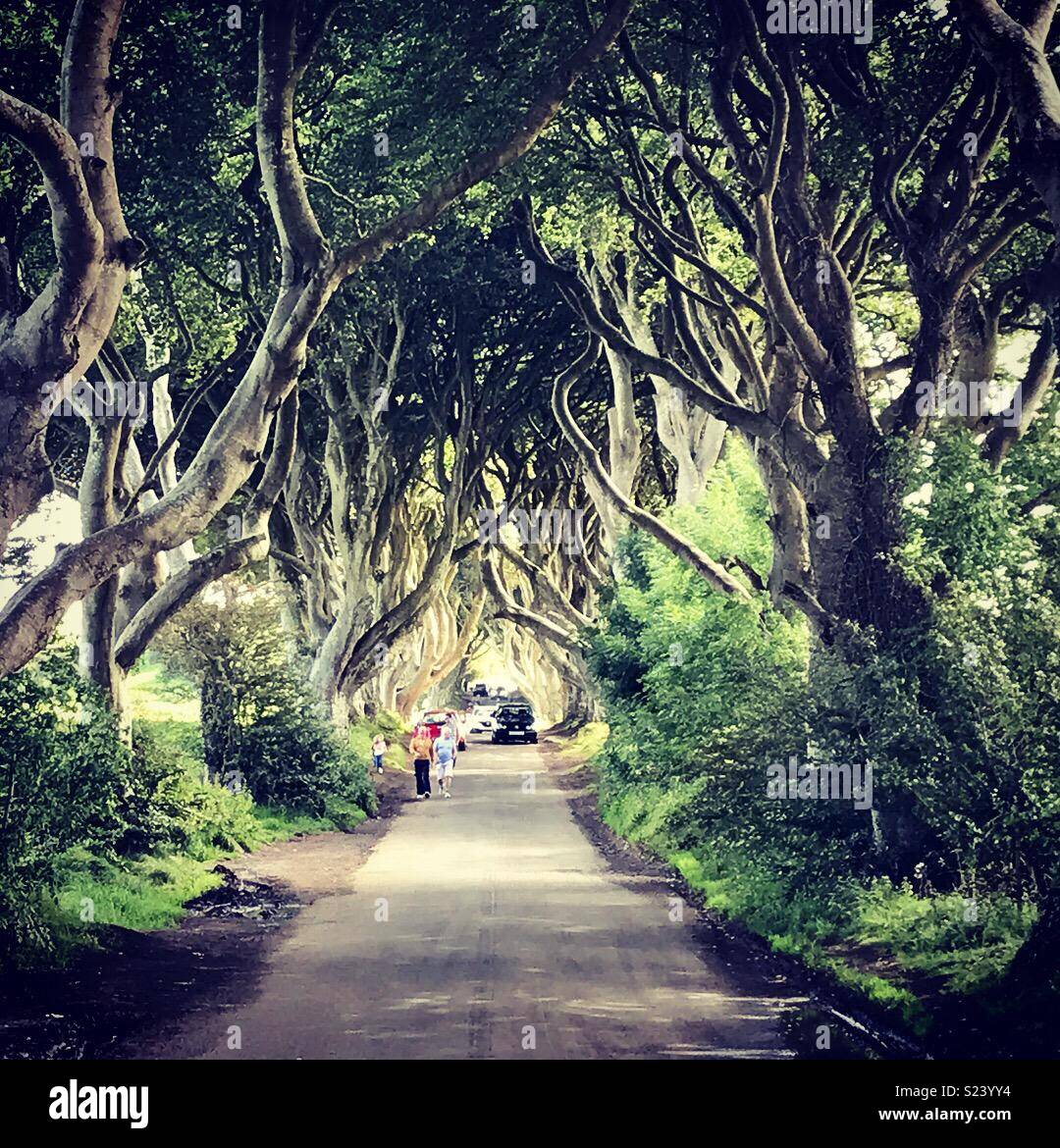 Game Of Thrones Dark Hedges High Resolution Stock Photography and ...