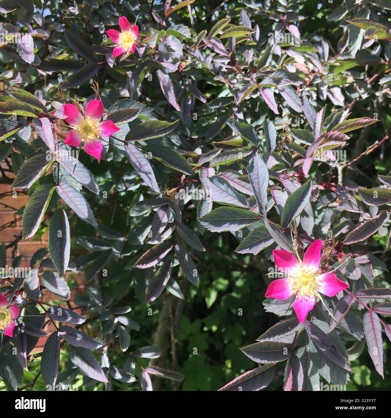 Rosa glauca hi-res stock photography and images - Alamy